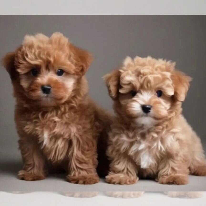 Мальтипу, щенок