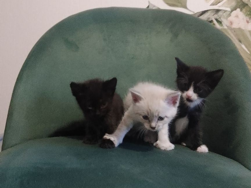 Котята