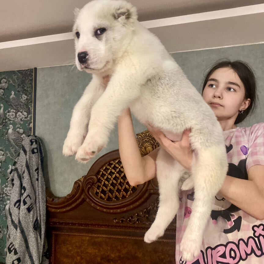 Среднеазиатская овчарка, щенок