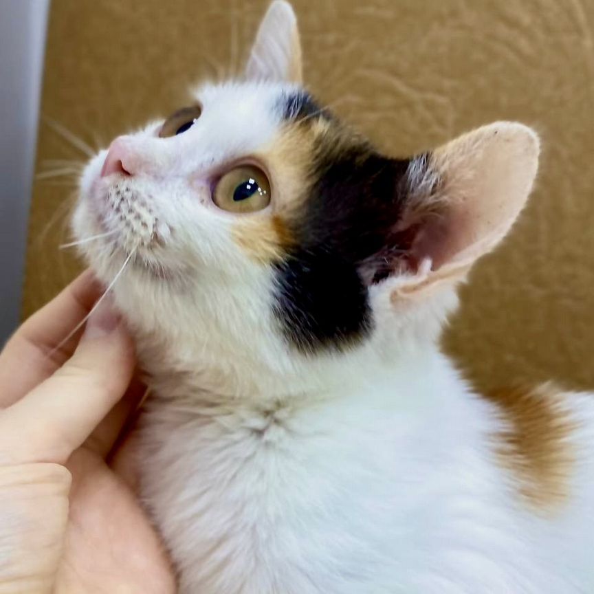 Котята в добрые руки девочка