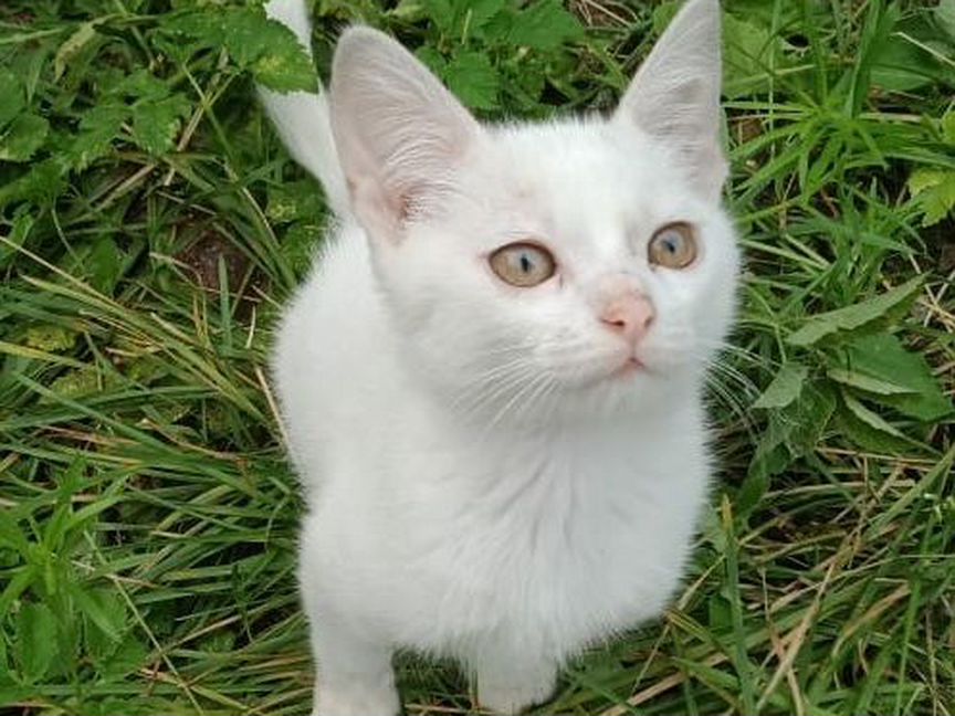 Белые котята