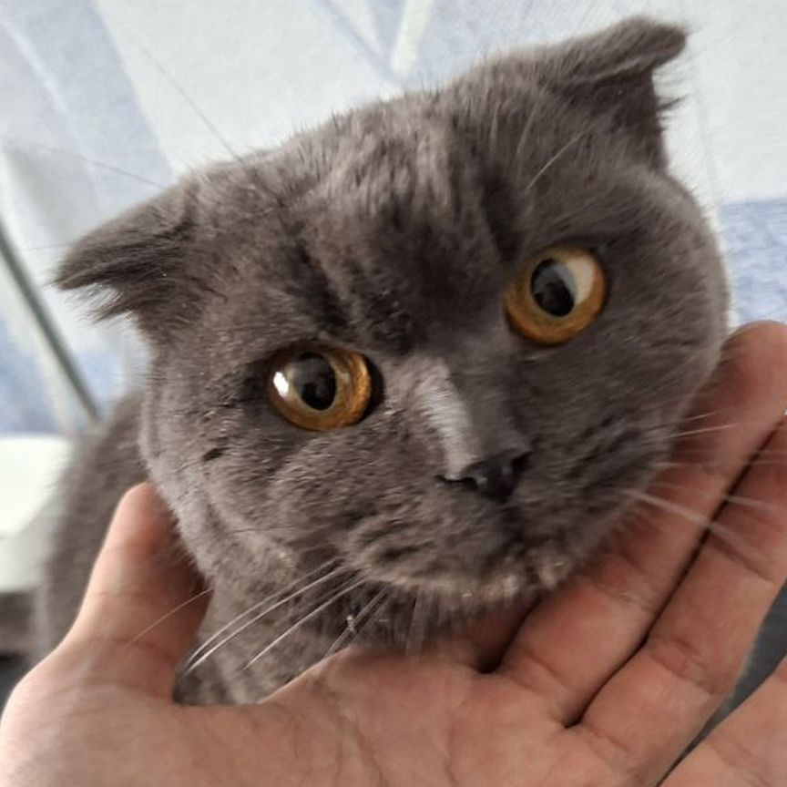 Шотландская вислоухая короткошёрстная, взрослая кошка