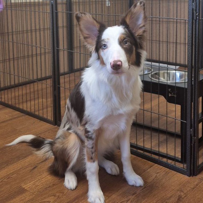 Вольер для собак усиленный 6 секций (60х60)