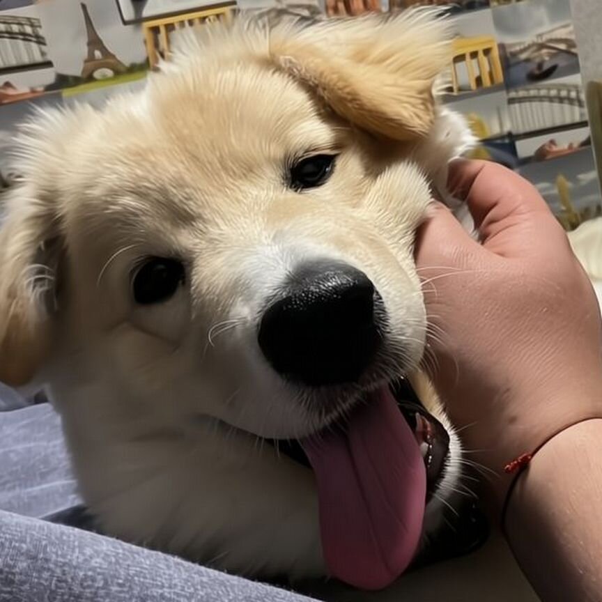 Золотистый ретривер, щенок