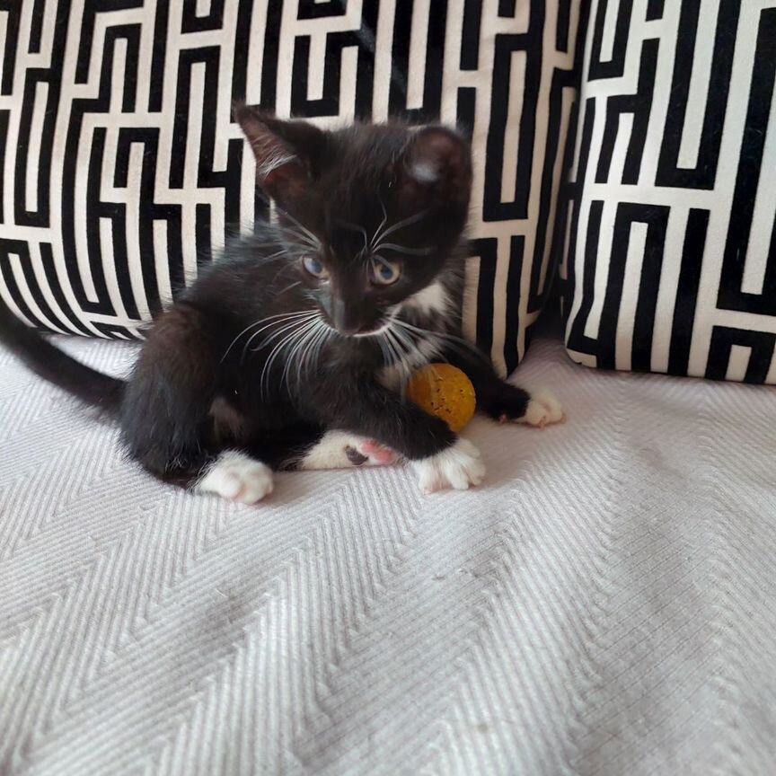 Котенок в добрые руки