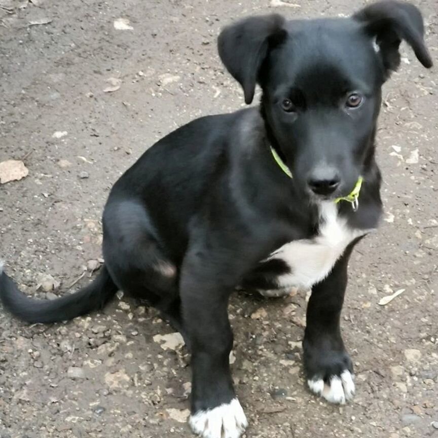 Щенок девочка черная ищет дом