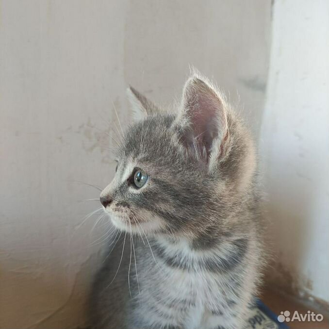 Котята крысоловы 2мес