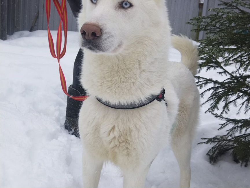 Очаровательная поющая красавица в дар 1 год