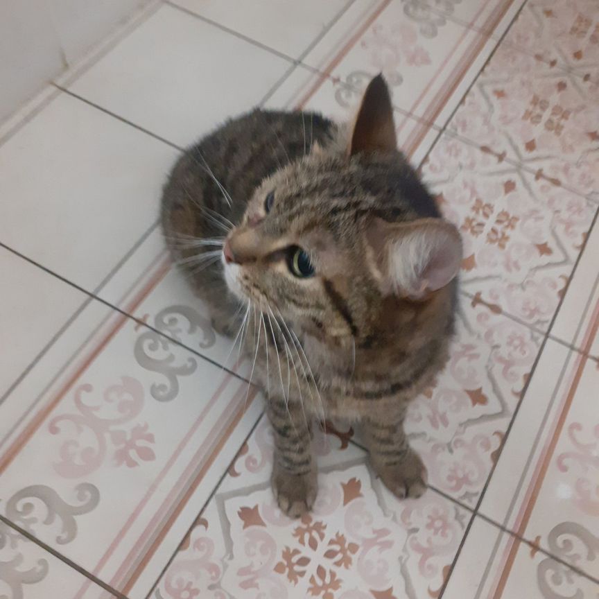 Кот Матроскин