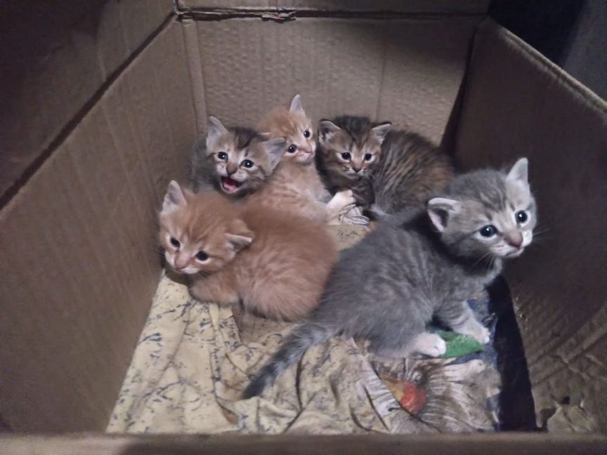 Котята - талисманы, родились в день семьи 8 июля