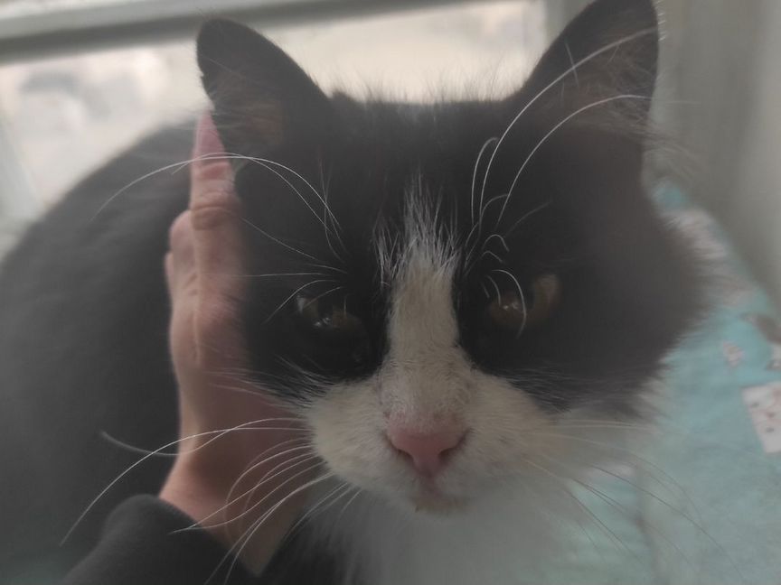 Красивую кошечку оставили в подъезде хозяева