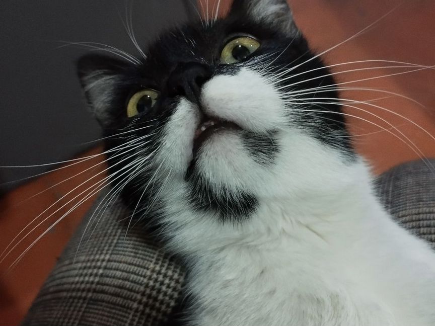 Котёнок Лари
