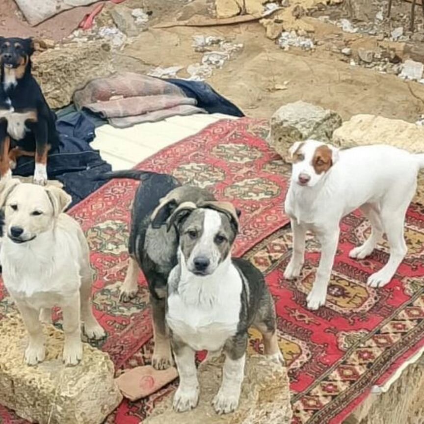 Собаки охраняки