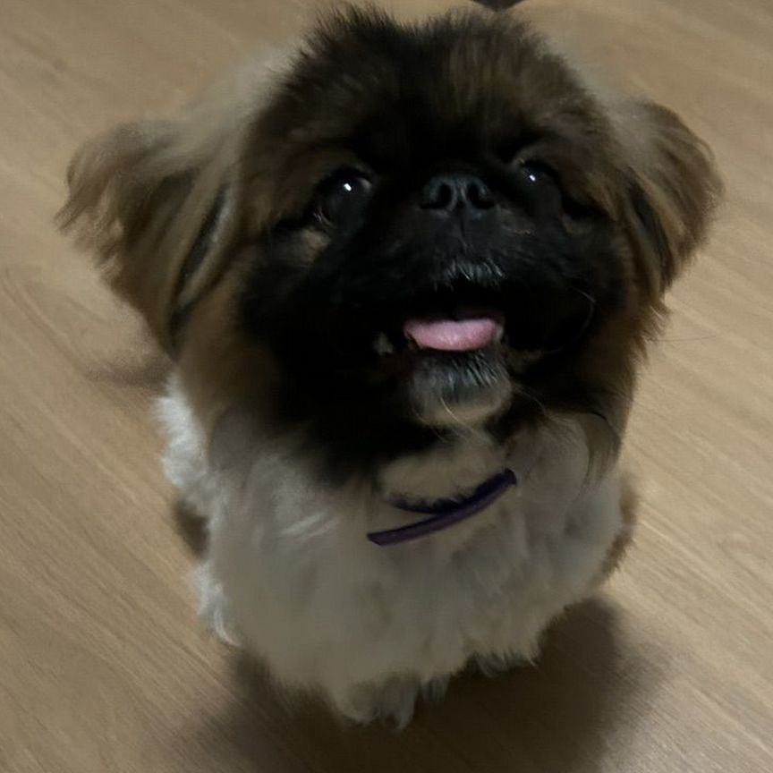 Пекинес, взрослый пёс