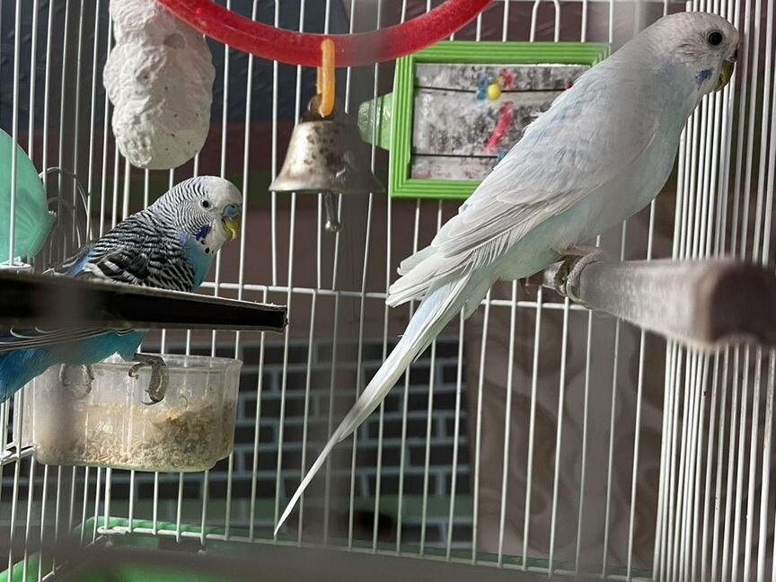 Волнистые попугаи