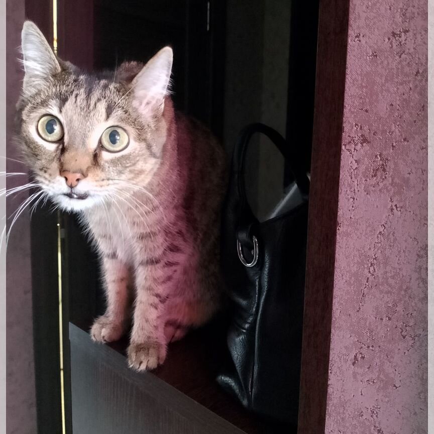 Взрослый кот в добрые руки