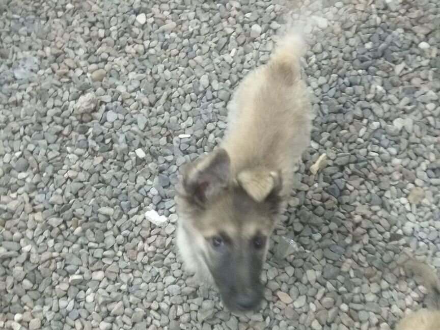 Щенки будут маленькими до 30-35см