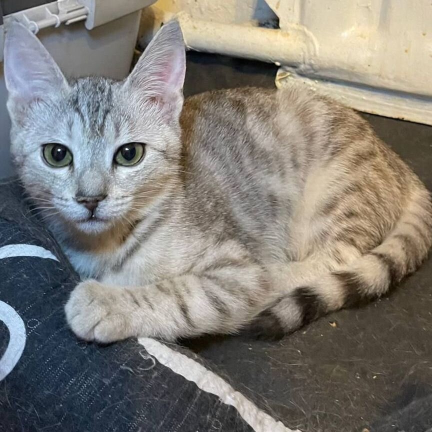 Котёнок от частного владельца