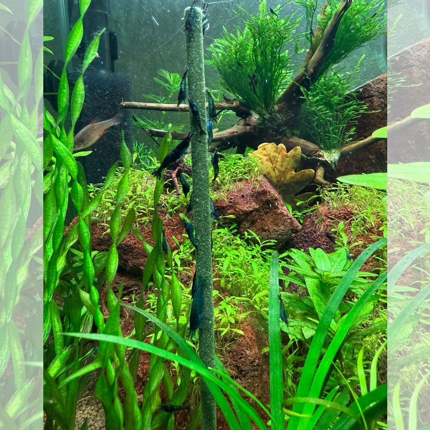 Креветки Блюдрим (тёмно-синий)