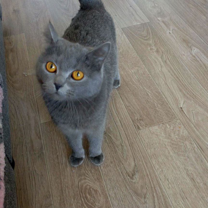 Отдам кошку и котика