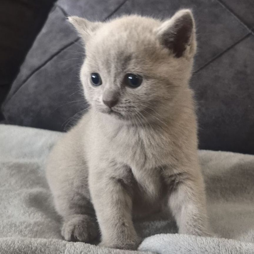 Шотландский вислоухий короткошёрстный котёнок