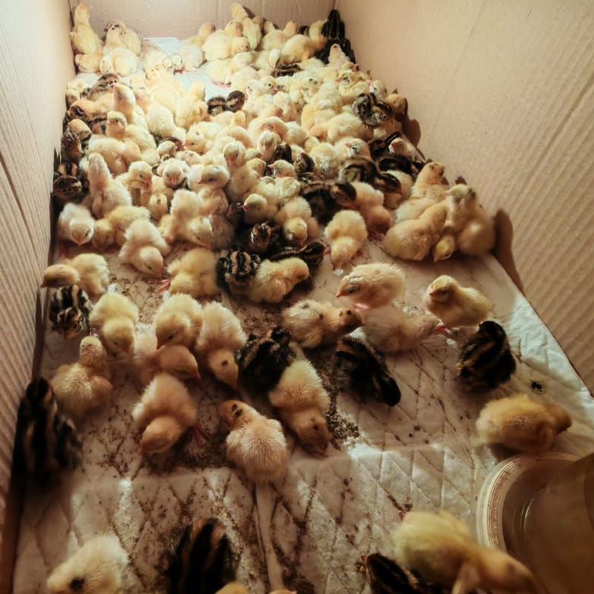 Перепелята, яйцо куриное