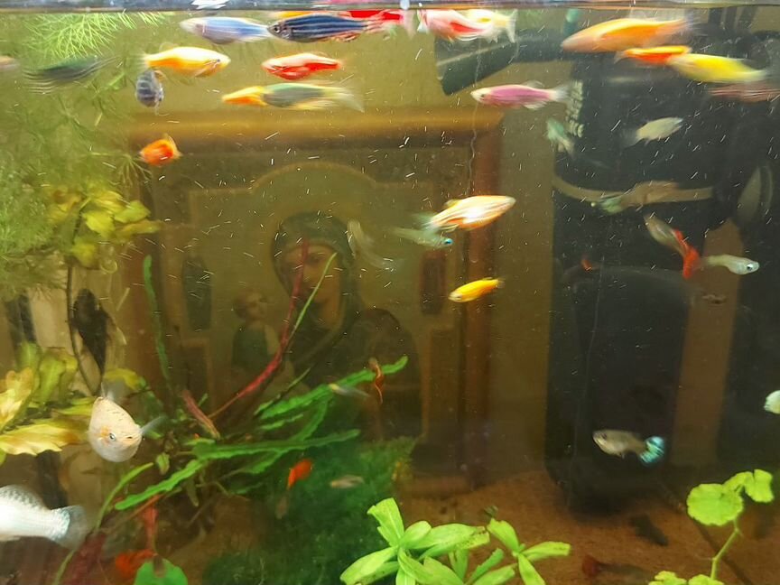 Рыбка аквариумная, Данио Гло Фиш