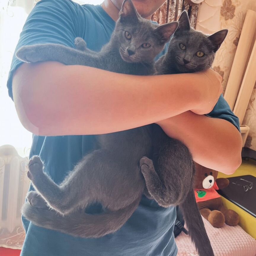 Котята - кошка, кот бесплатно