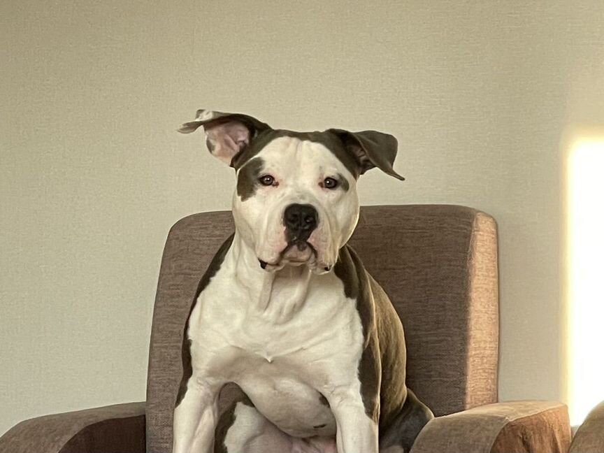 Американский стаффордширский терьер