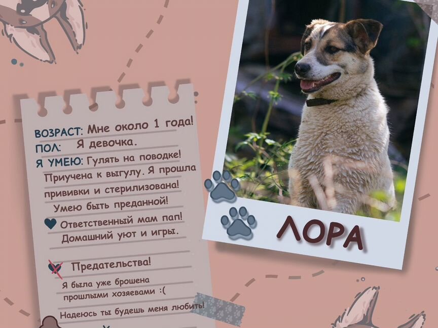 Собака в добрые руки