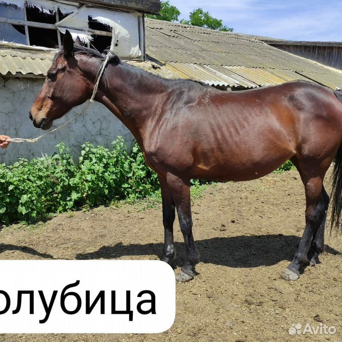 Английская чистокровная