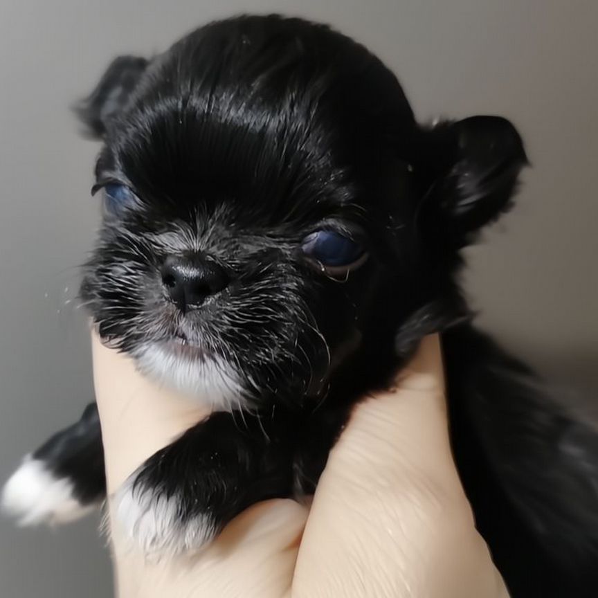 Чихуахуа, щенок