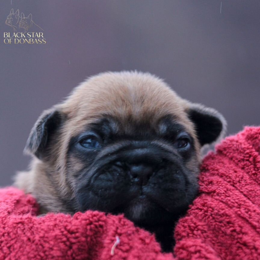 Щенки французского бульдога