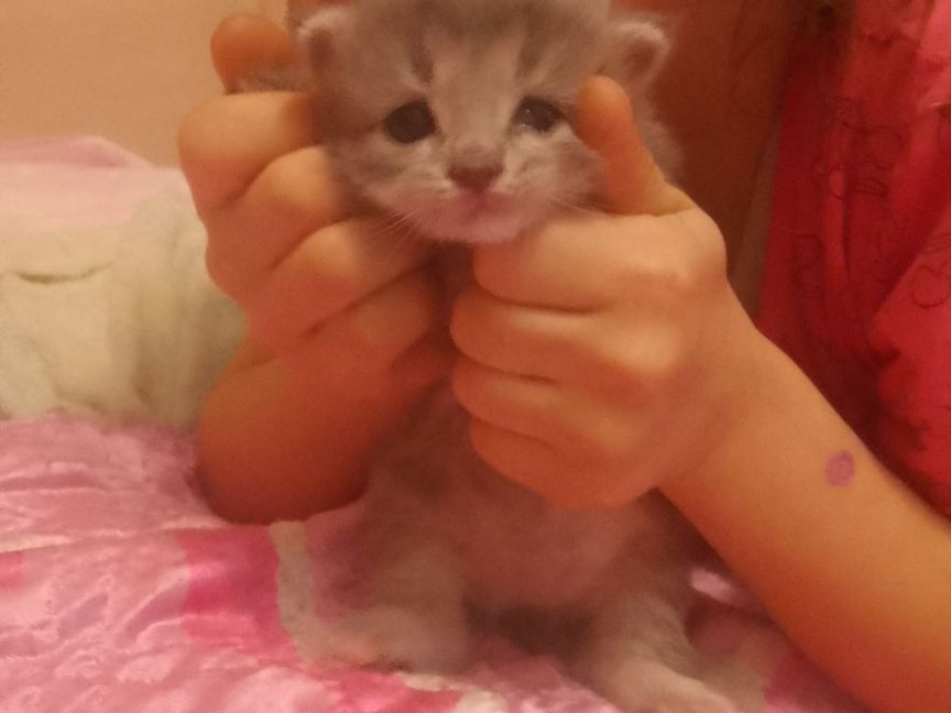 Шотландская