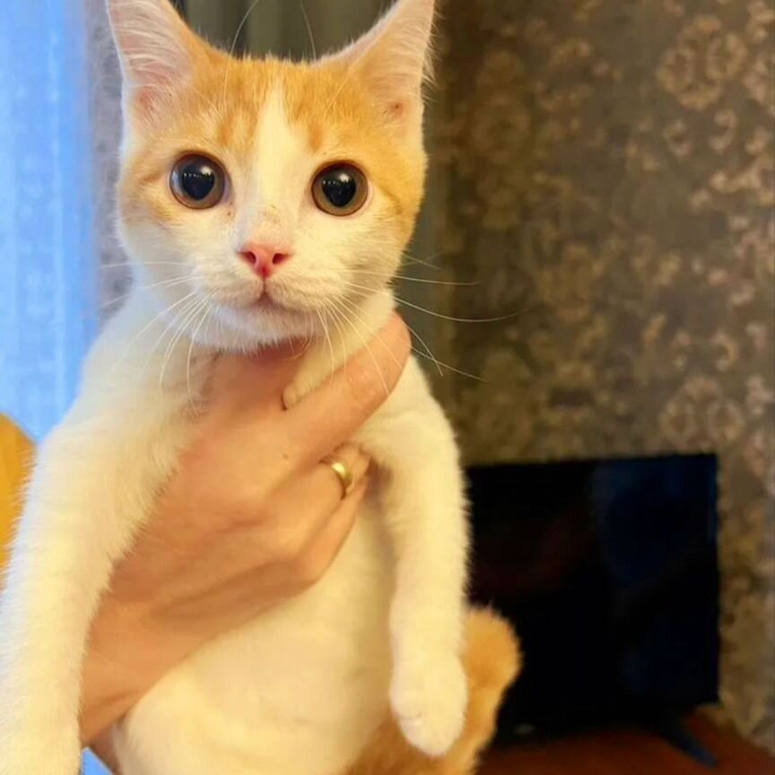 Котик в добрые руки мальчик