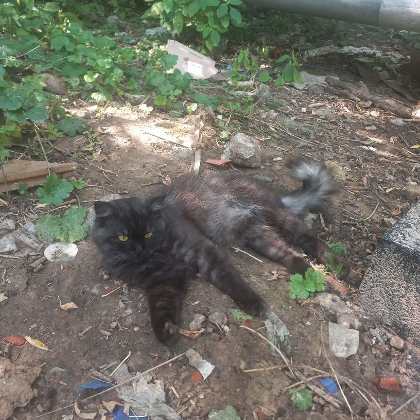 Пропадает котик