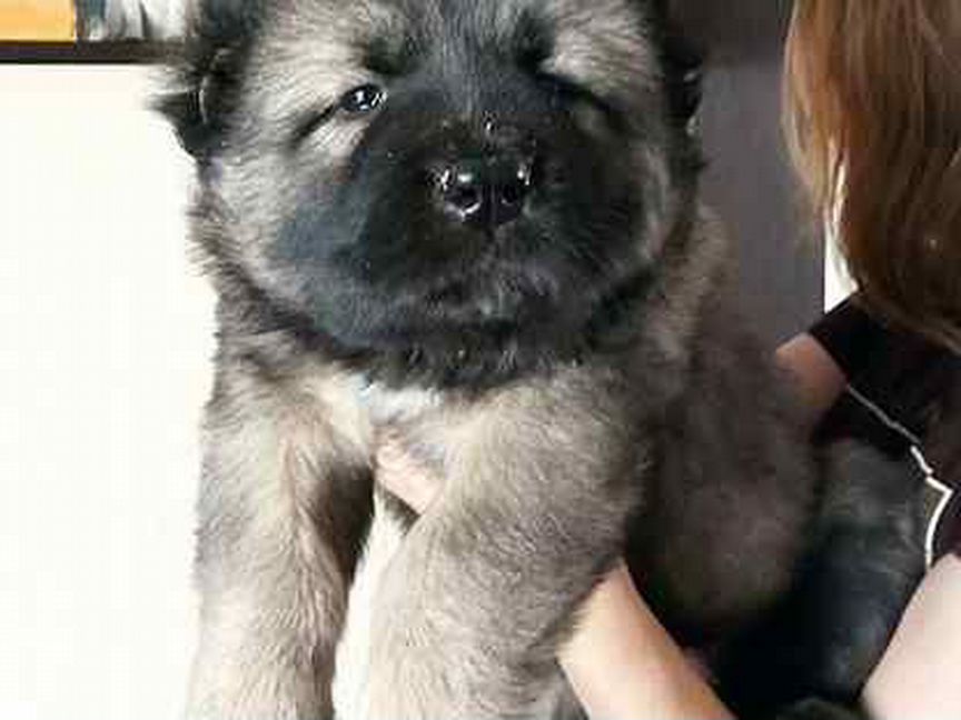 Волчьи овчарки -крепкие щенки