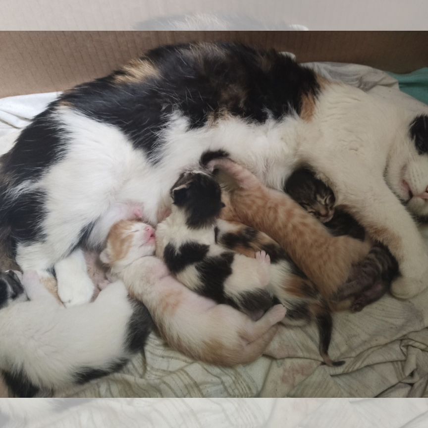 Котёнок в добрые руки