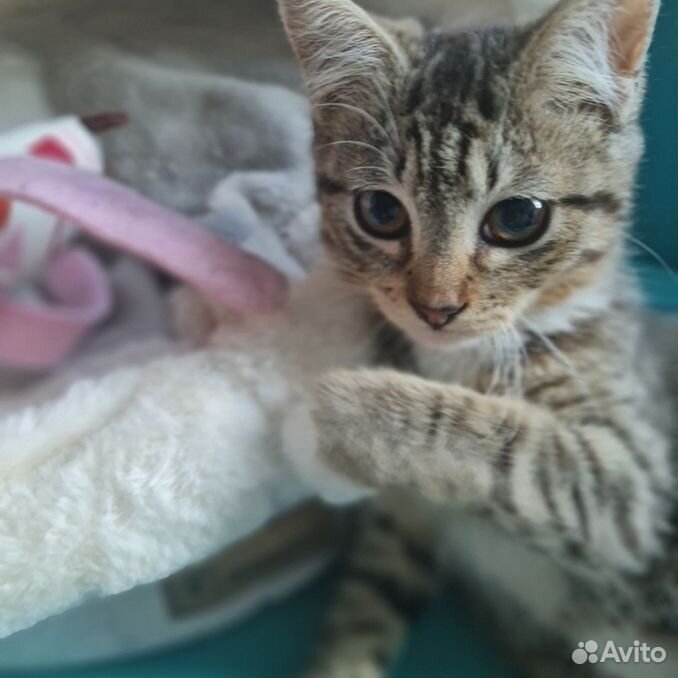 Тихоня ласкушка девочка котенок