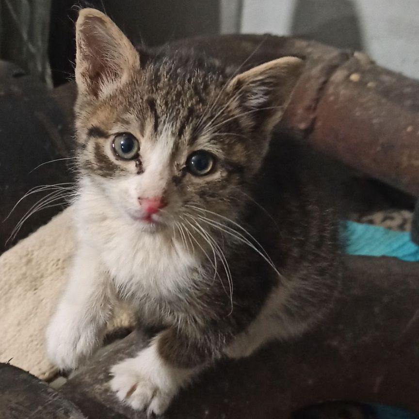 Котята 1.5мес