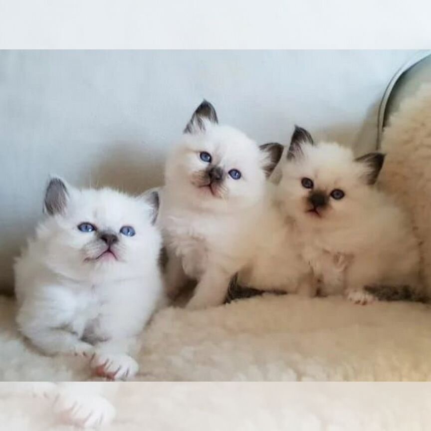 Шотландские прямоухие блю поинт мальчики