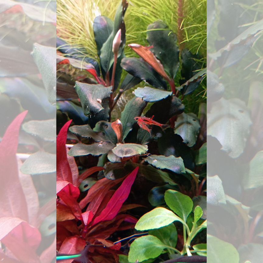 Буцефаландра миднайт блю