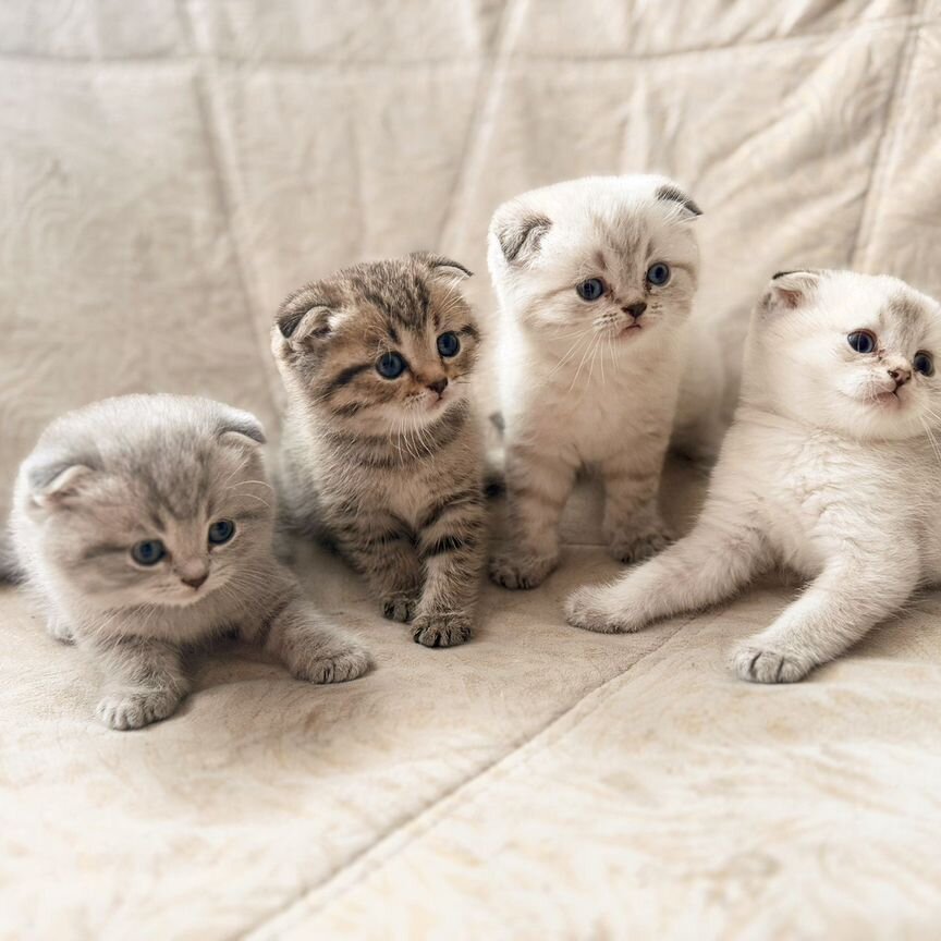 Котодетки к Рождеству