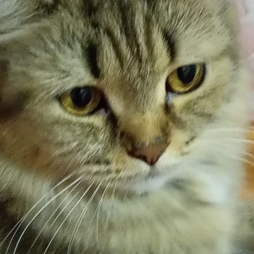 Отдам Шотландскую кошку