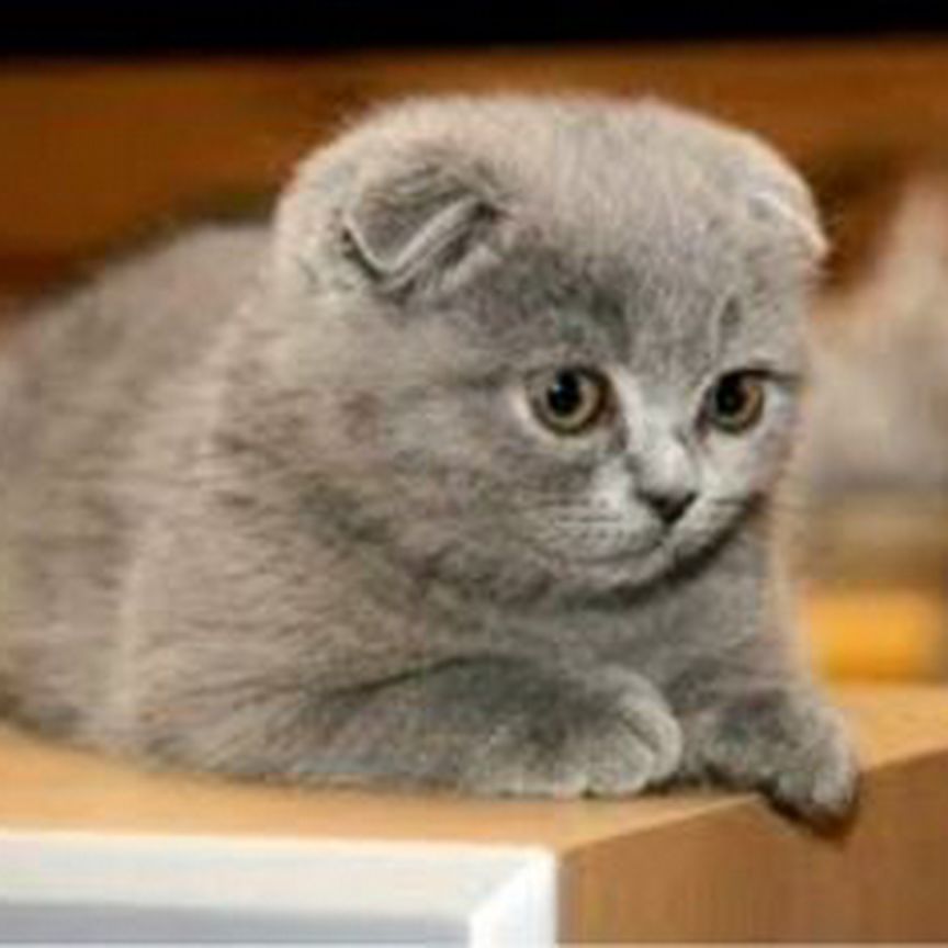 Шотландский котёнок