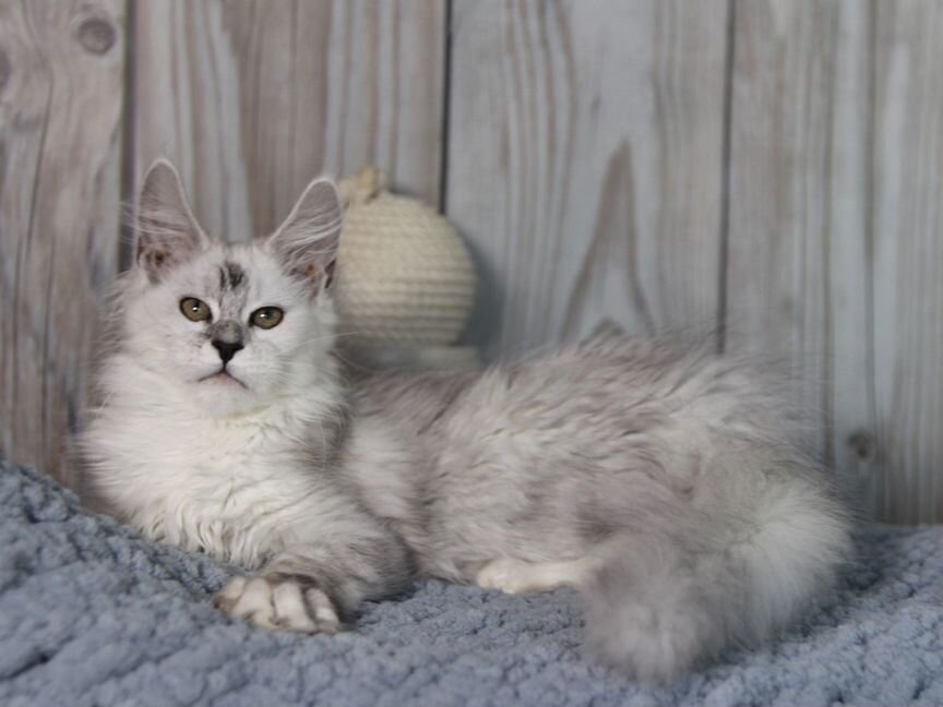 Котик Мейн Кун