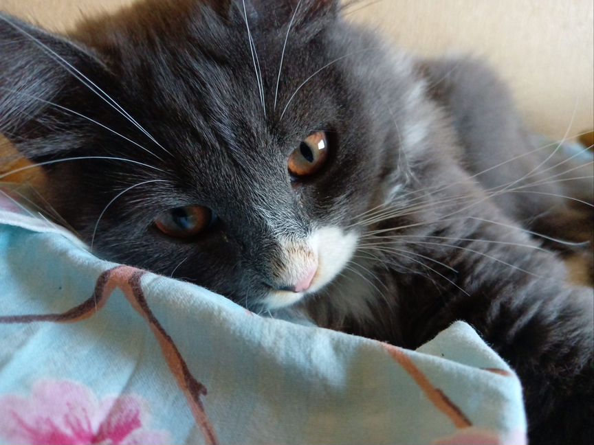 Отдам игривого кота в добрые руки