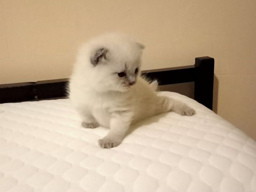 Шотландская кошка