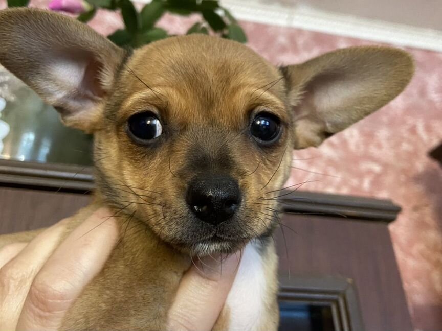 Продам щенков мини - тойтерьра