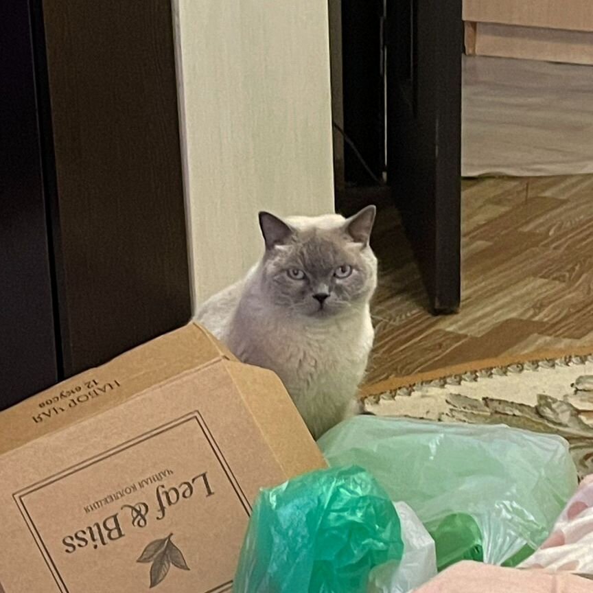 Кот британец Блю Поинт